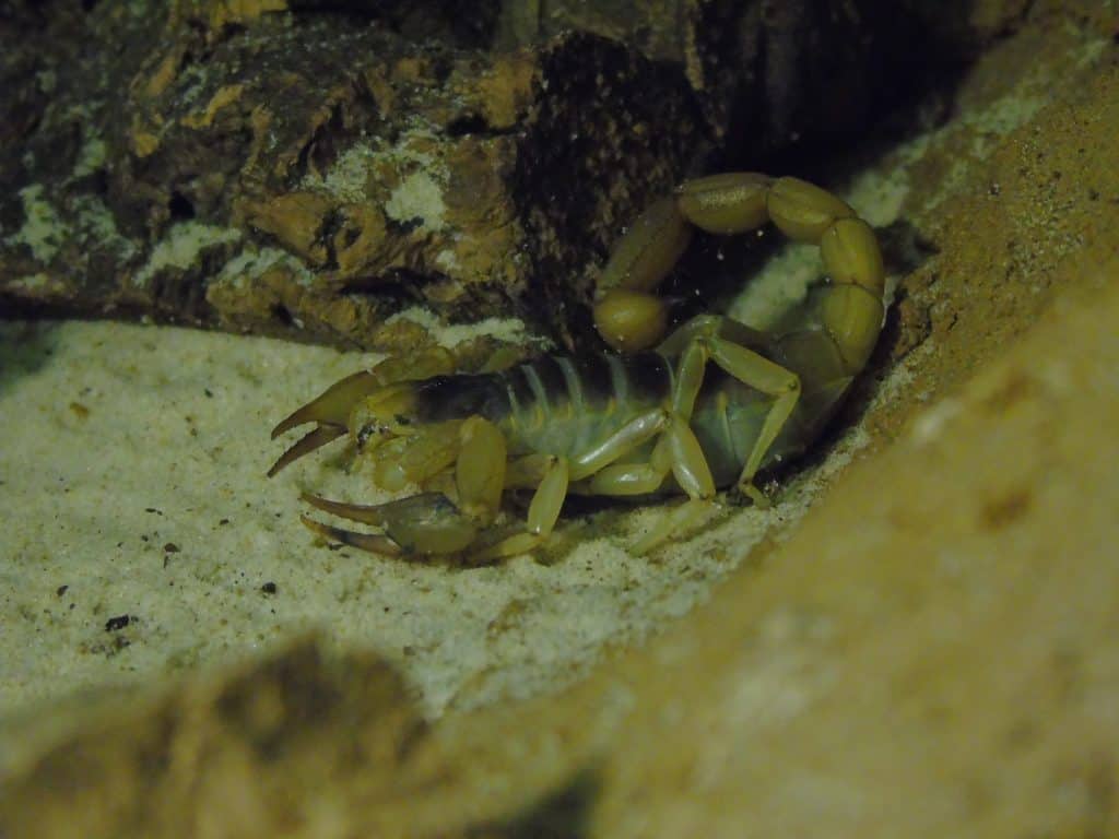 Israeli Gold Scorpion - Animal Experiences At Wingham Wildlife Park In Kent