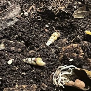 Unicorn Snail - Animal Experiences At Wingham Wildlife Park In Kent