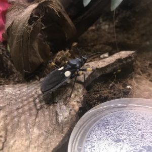 Two Spotted Assassin Bug - Animal Experiences At Wingham Wildlife Park ...