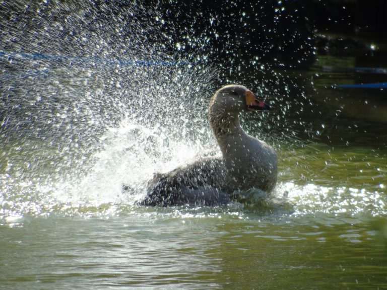 See The Animals At Wingham Wildlife Park, Based In Kent.