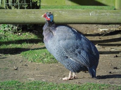 See The Animals At Wingham Wildlife Park, Based In Kent.