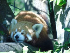 Red Panda Experiences - Animal Experiences At Wingham Wildlife Park In Kent