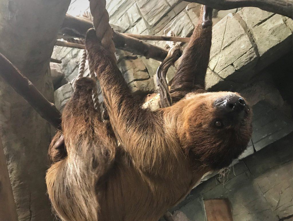 Jungle Animals - Animal Experiences At Wingham Wildlife Park In Kent