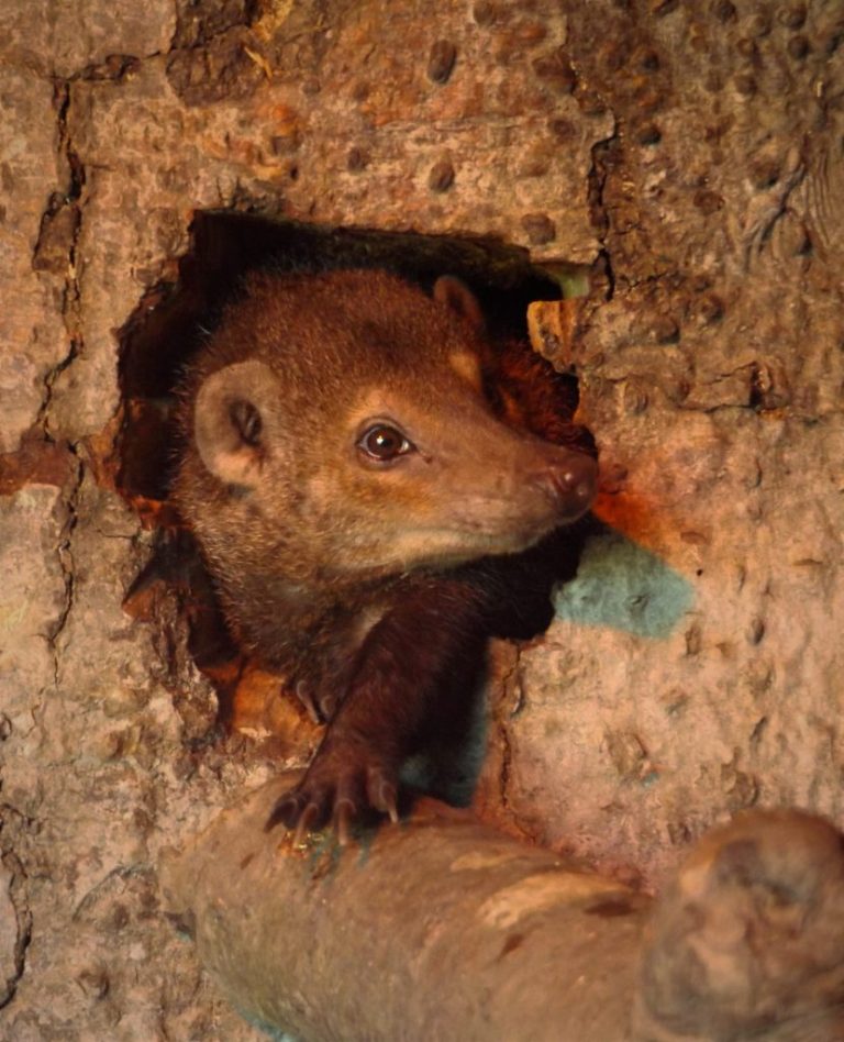 Who-simanse? Cusimanse! - Animal Experiences At Wingham Wildlife Park ...