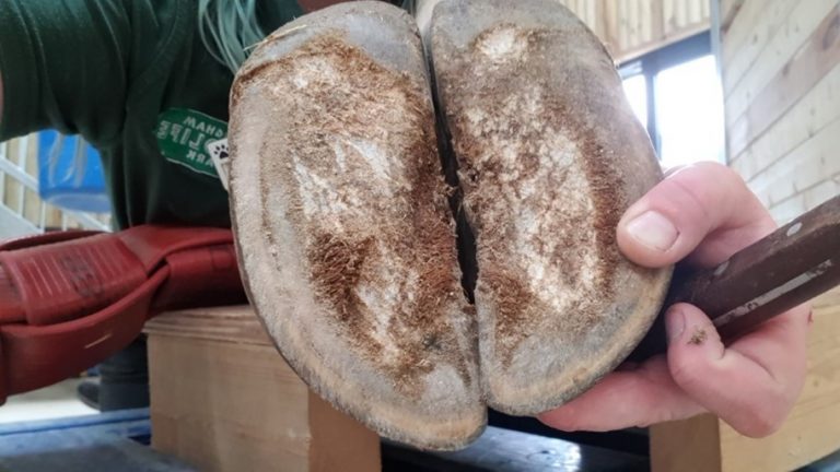 Robin the Star Pupil - Animal Experiences At Wingham Wildlife Park In Kent