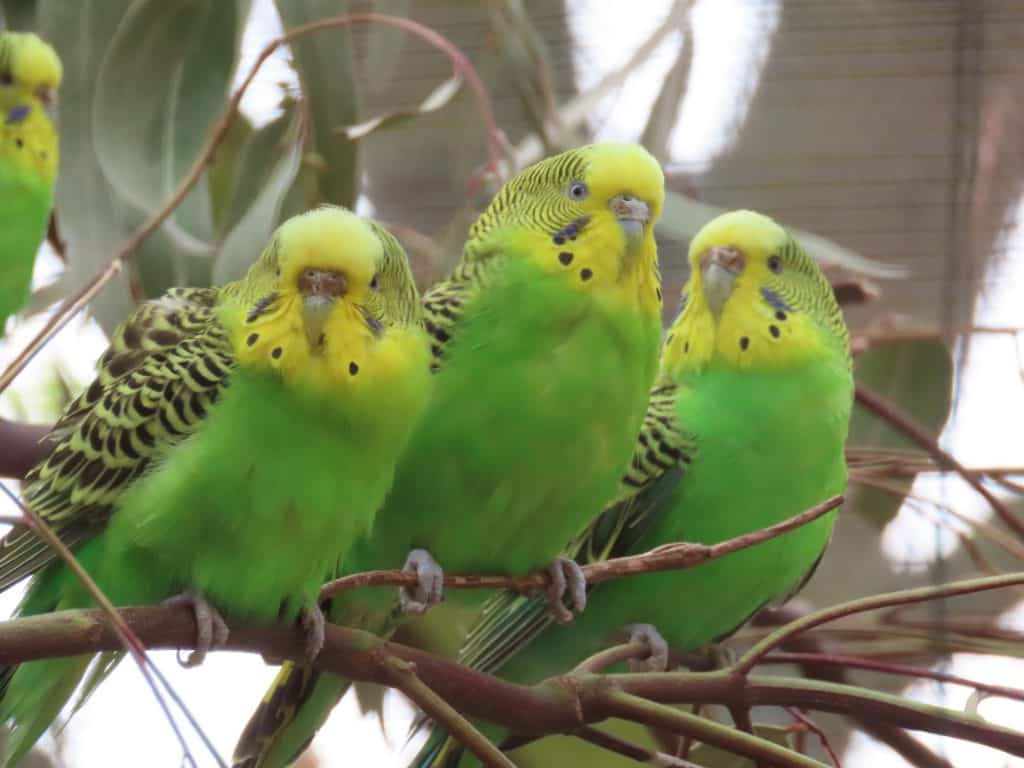 See The Animals At Wingham Wildlife Park, Based In Kent.