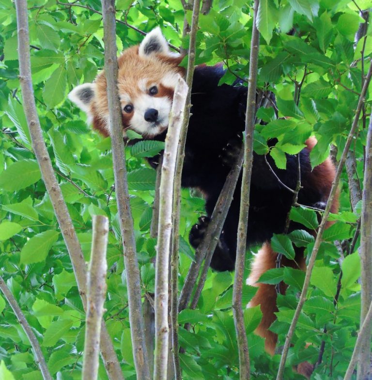 Red Pandas - Animal Experiences At Wingham Wildlife Park In Kent