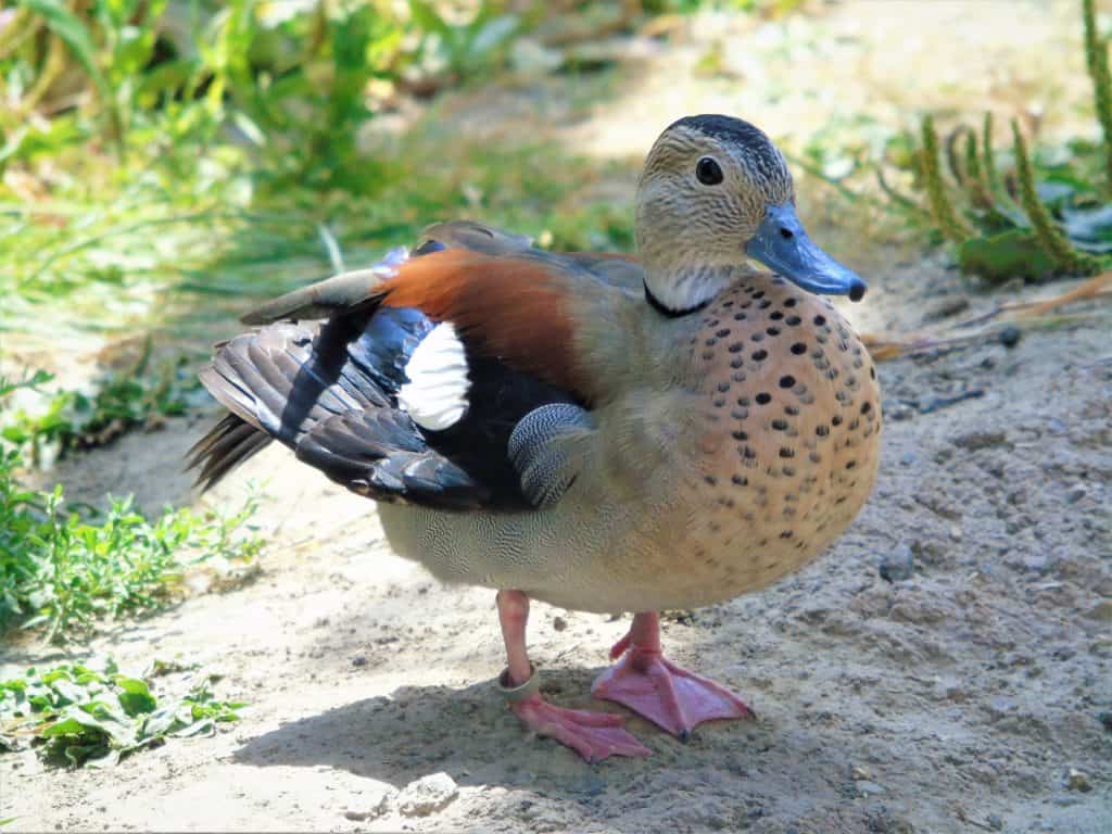 Brazilian Ringed Teal - Animal Experiences At Wingham Wildlife Park In Kent