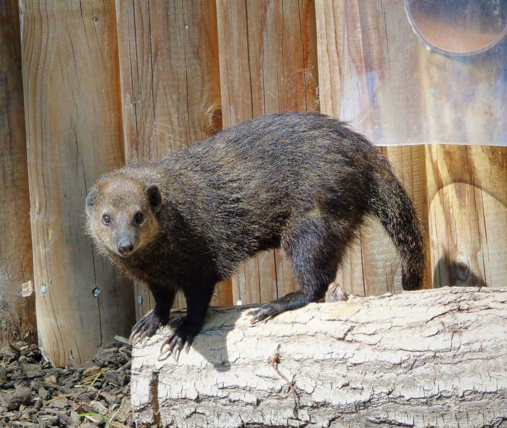 Animal Experiences At Wingham Wildlife Park In Kent