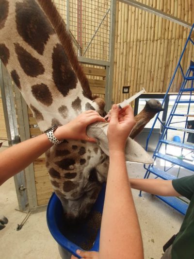 Blood Sample Training - Animal Experiences At Wingham Wildlife Park In Kent