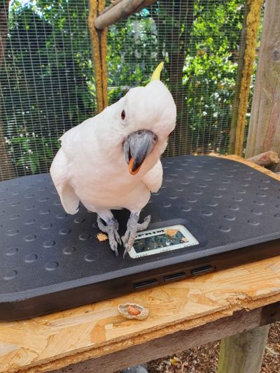 You’re Doing ‘Crate’ - Animal Experiences At Wingham Wildlife Park In Kent