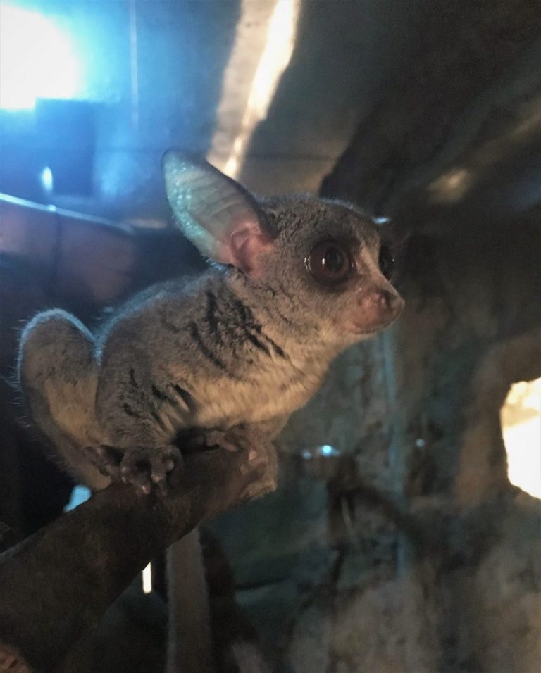 The Bush Baby Blog - Animal Experiences At Wingham Wildlife Park In Kent