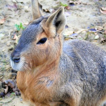 Patagonian Mara - Animal Experiences At Wingham Wildlife Park In Kent