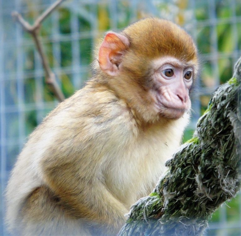 A review of 2022 - Animal Experiences At Wingham Wildlife Park In Kent