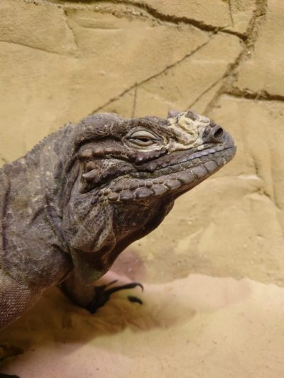 Iguana introduce you to our Rhino Iguanas - Animal Experiences At Wingham Wildlife Park In Kent