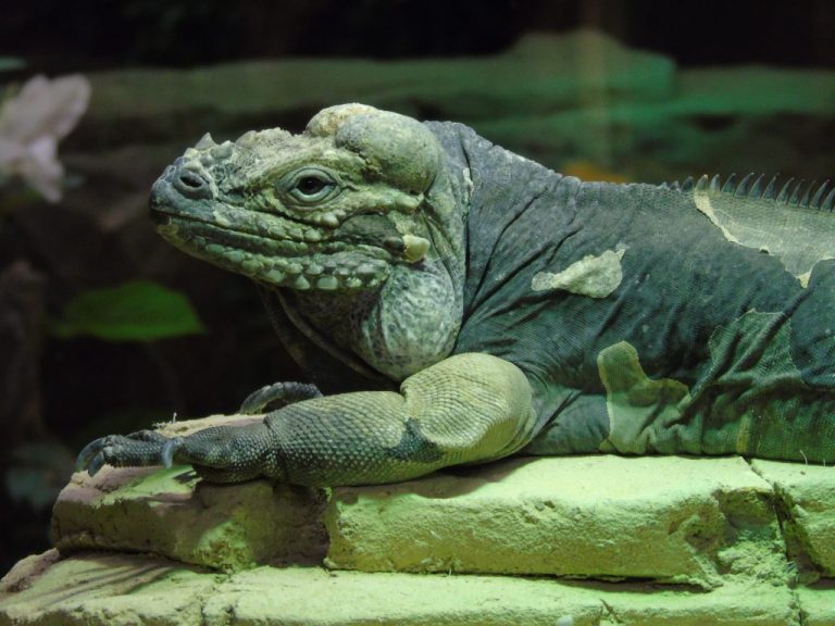 Iguana introduce you to our Rhino Iguanas - Animal Experiences At Wingham Wildlife Park In Kent