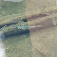 Juba Cichlid - Animal Experiences At Wingham Wildlife Park In Kent