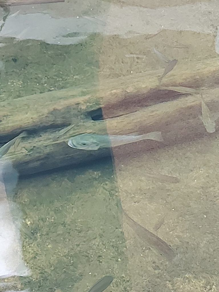 Juba Cichlid - Animal Experiences At Wingham Wildlife Park In Kent