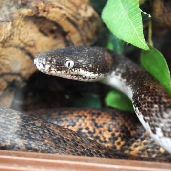 Savu Island Python - Animal Experiences At Wingham Wildlife Park In Kent