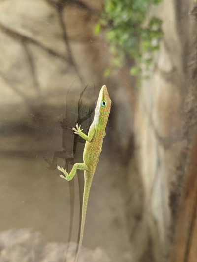 See The Animals At Wingham Wildlife Park, Based In Kent.