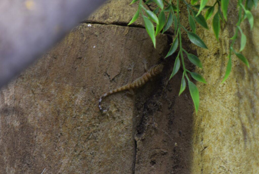 Golden Gecko - Animal Experiences At Wingham Wildlife Park In Kent