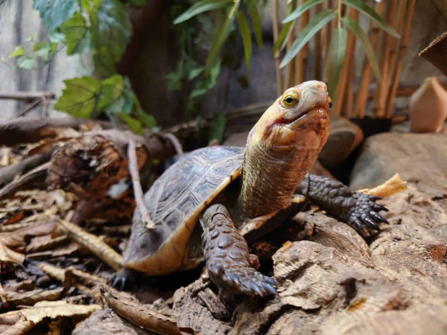 See The Animals At Wingham Wildlife Park, Based In Kent.