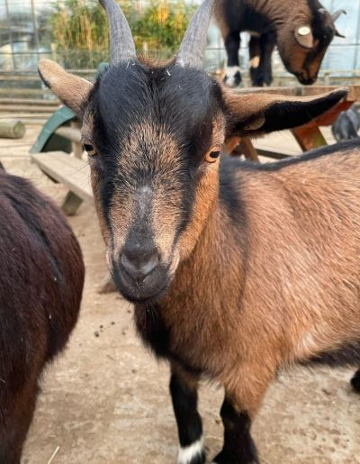 Meet the goats with Meg - Animal Experiences At Wingham Wildlife Park ...