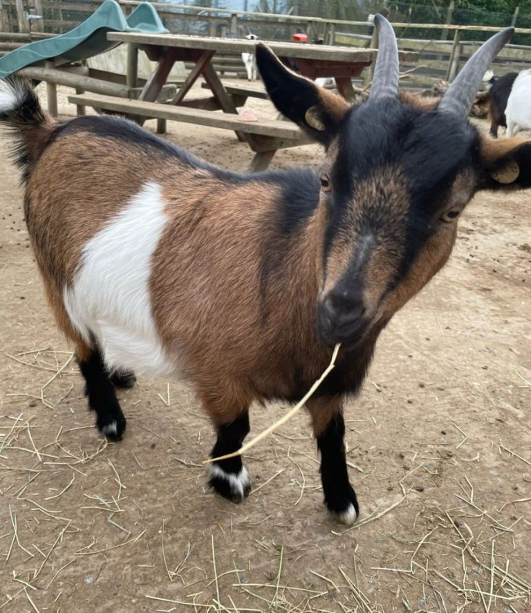 Meet the goats with Meg - Animal Experiences At Wingham Wildlife Park ...