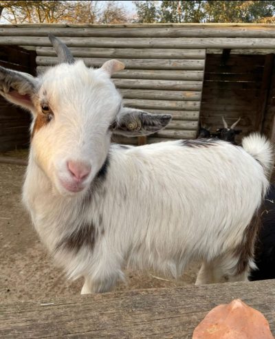 Meet the goats with Meg - Animal Experiences At Wingham Wildlife Park ...