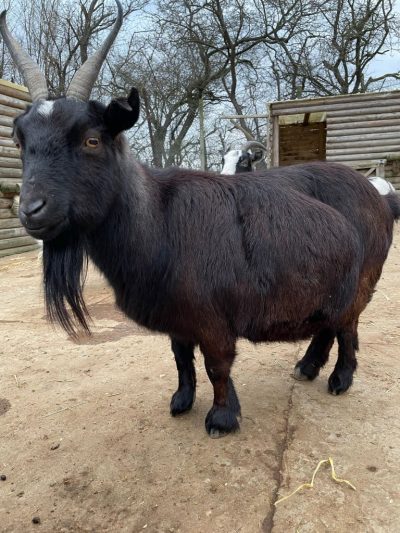 Meet the goats with Meg - Animal Experiences At Wingham Wildlife Park ...