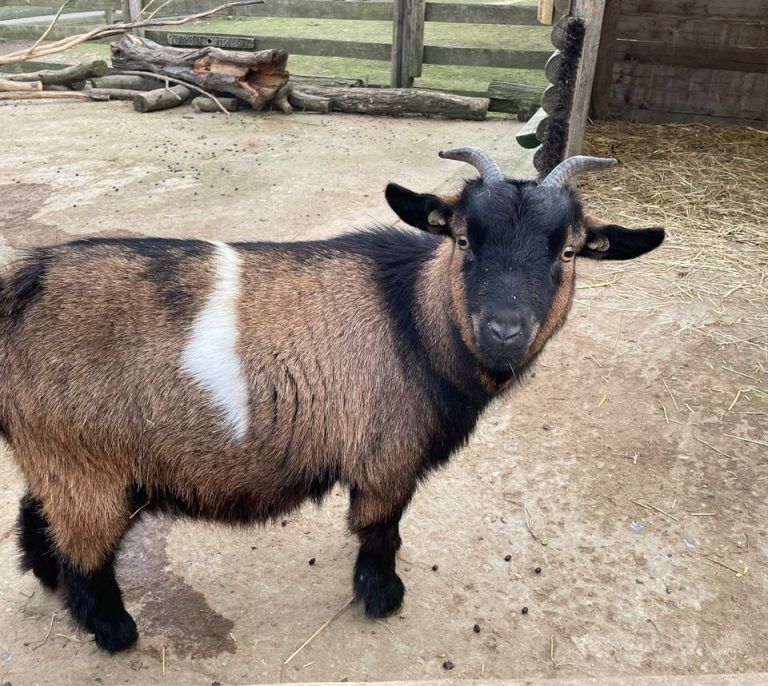 Meet the goats with Meg - Animal Experiences At Wingham Wildlife Park ...