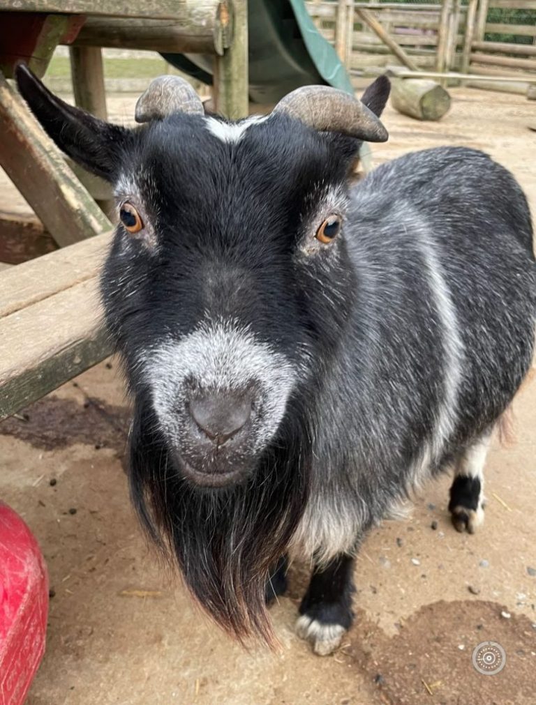 Meet the goats with Meg - Animal Experiences At Wingham Wildlife Park ...