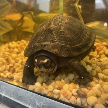 Yellow-margined Box Turtle - Animal Experiences At Wingham Wildlife ...