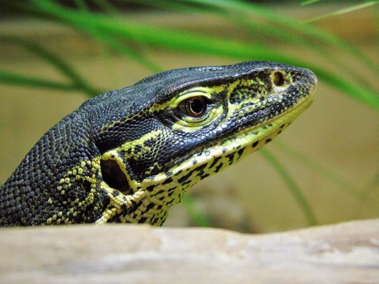 Argus monitors - Animal Experiences At Wingham Wildlife Park In Kent