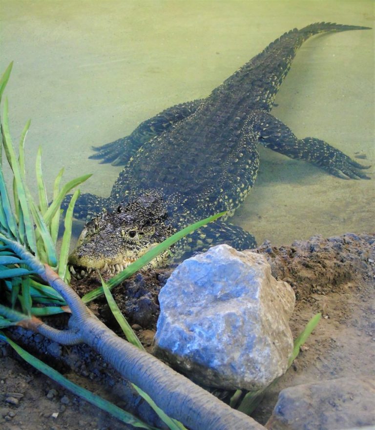Crocodile training - Animal Experiences At Wingham Wildlife Park In Kent