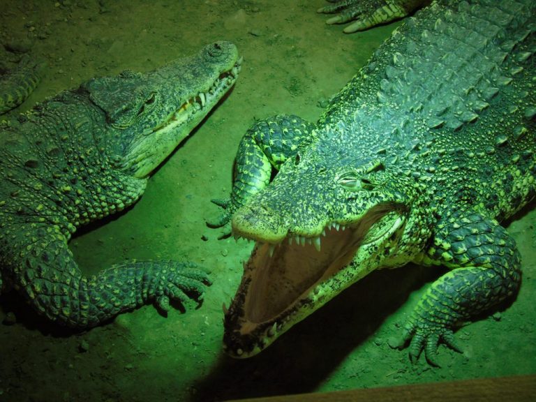 Crocodile training - Animal Experiences At Wingham Wildlife Park In Kent