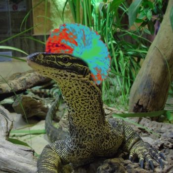 The Animals of Star Wars - Animal Experiences At Wingham Wildlife Park ...