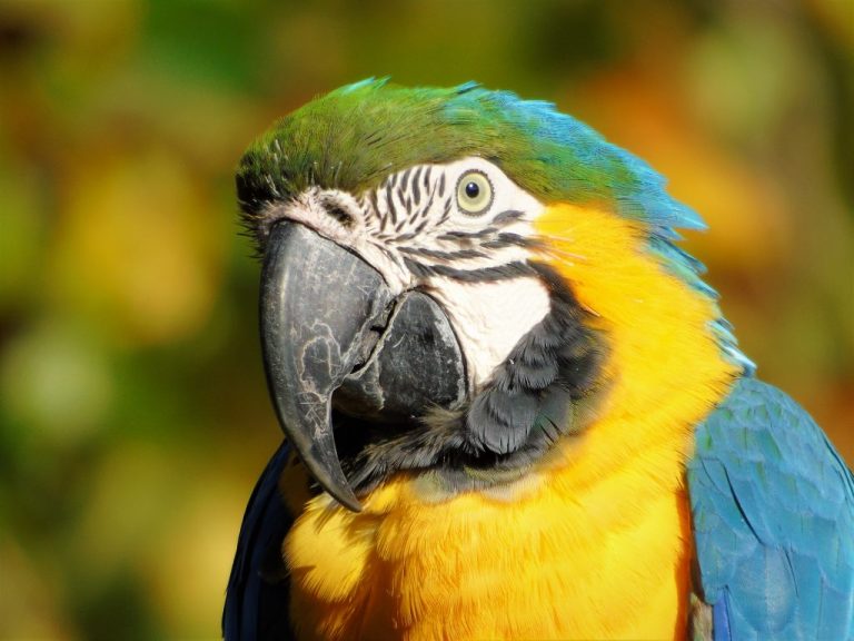 Animals On The Pitch - Animal Experiences At Wingham Wildlife Park In Kent