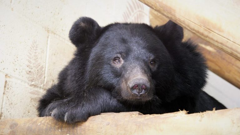 Moon Bear Day - Animal Experiences At Wingham Wildlife Park In Kent