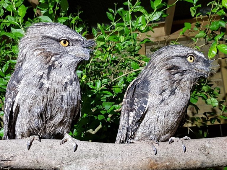 A change of scenery for our Tawny Frogmouths - Animal Experiences At ...