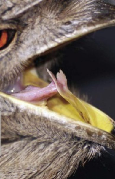 A change of scenery for our Tawny Frogmouths - Animal Experiences At ...