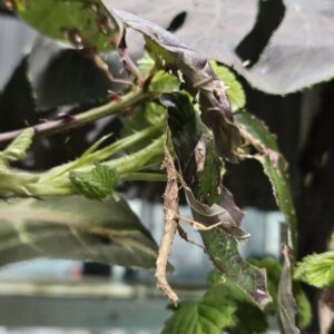Giant Lime Green Stick Insect - Animal Experiences At Wingham Wildlife ...
