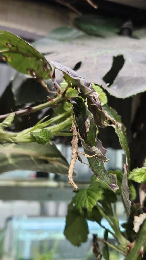 See The Animals At Wingham Wildlife Park, Based In Kent.