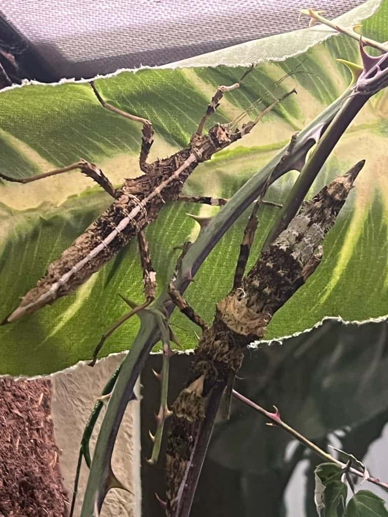 See The Animals At Wingham Wildlife Park, Based In Kent.