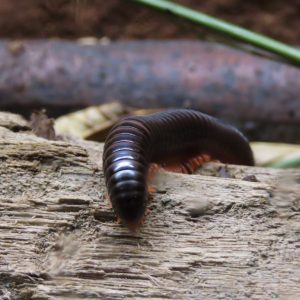 Mombassan Train Millipede - Animal Experiences At Wingham Wildlife Park ...