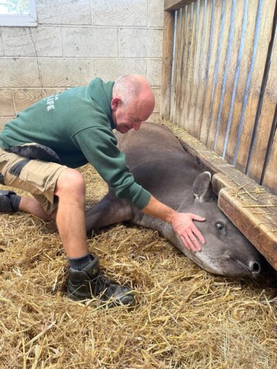 Volunteering - Animal Experiences At Wingham Wildlife Park In Kent