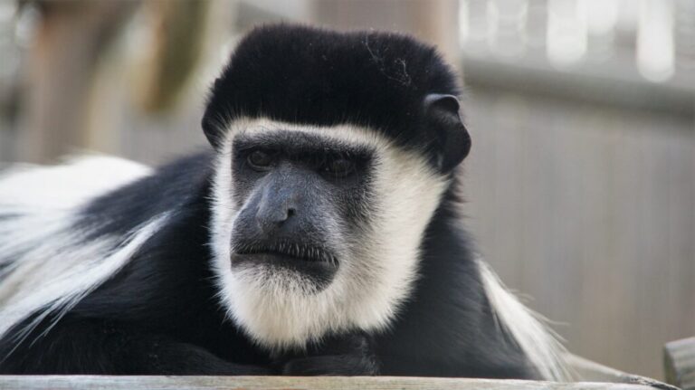 Meet The “Other” Monkeys - Animal Experiences At Wingham Wildlife Park ...