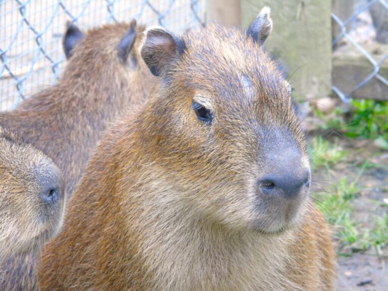 Animal Experiences At Wingham Wildlife Park In Kent