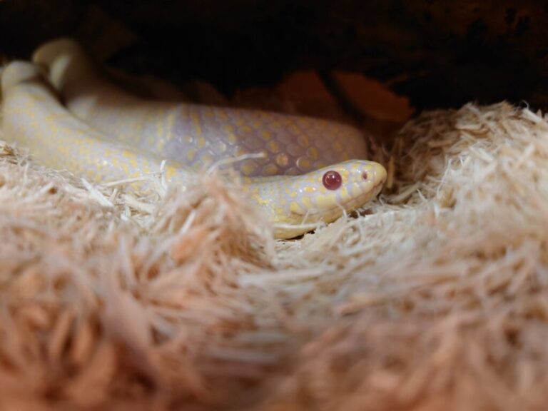 National Serpent Day - Animal Experiences At Wingham Wildlife Park In Kent