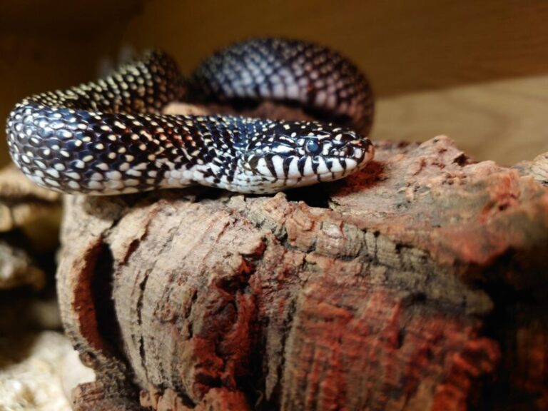 National Serpent Day - Animal Experiences At Wingham Wildlife Park In Kent